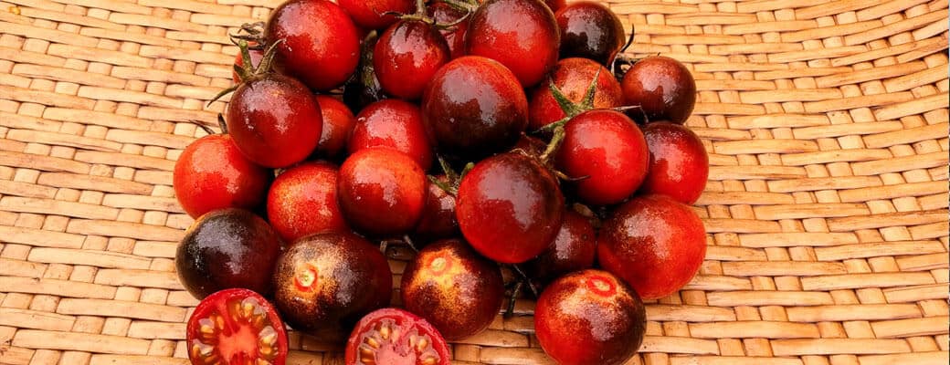 Adaptive Seeds - Diverse, Open-pollinated, and Organic Seed