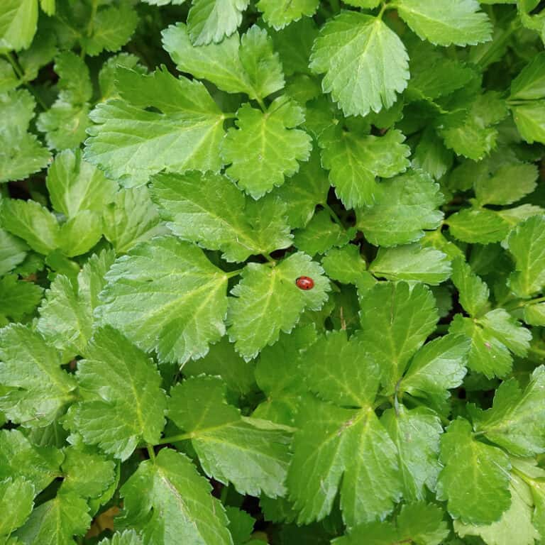 Organic Vegetable Seeds - Adaptive Seeds