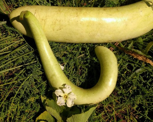 Cucuzzi Gourd (Organic) - Adaptive Seeds