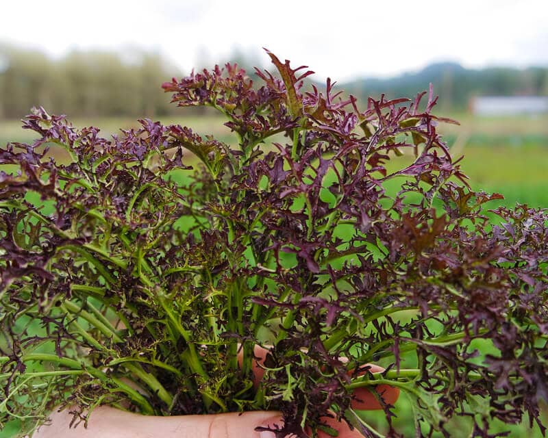 Mustard, Frizzy Lizzy (Organic) - Adaptive Seeds