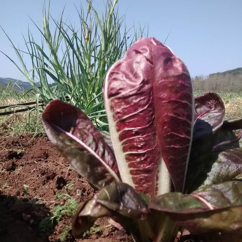 Radicchio, Treviso Mesola (Organic) - Adaptive Seeds