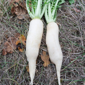 Radishes - Adaptive Seeds