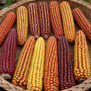 Organic Corn Seed - Adaptive Seeds