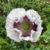 Poppy, Elka White (Organic) - Adaptive Seeds