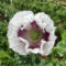 Poppy, Elka White (Organic) - Adaptive Seeds