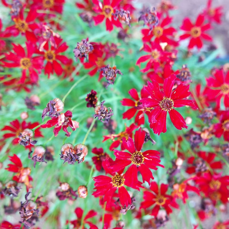 Coreopsis, Dwarf Red (Organic) - Adaptive Seeds