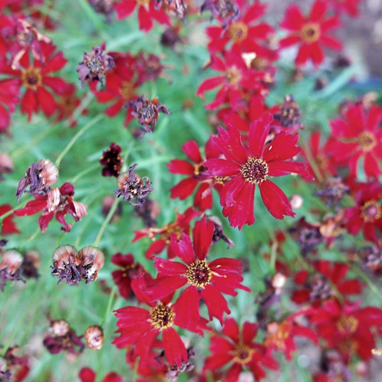 Coreopsis, Dwarf Red (Organic) - Adaptive Seeds