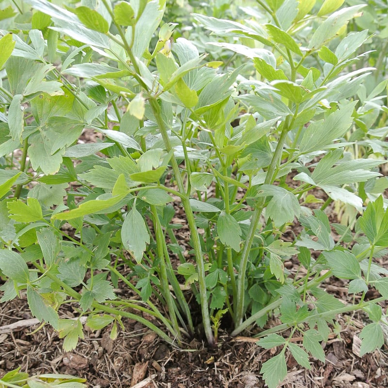 Lovage (Organic) - Adaptive Seeds