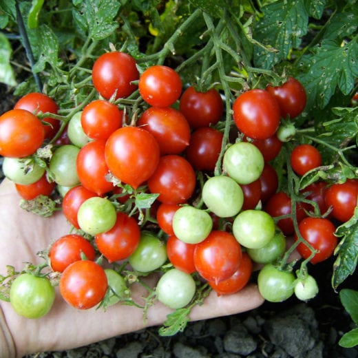 Organic Tomato Seed - Adaptive Seeds