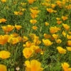 California Poppy, Golden West (Organic) - Adaptive Seeds