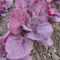 Orach, Red Flash (Organic) - Adaptive Seeds