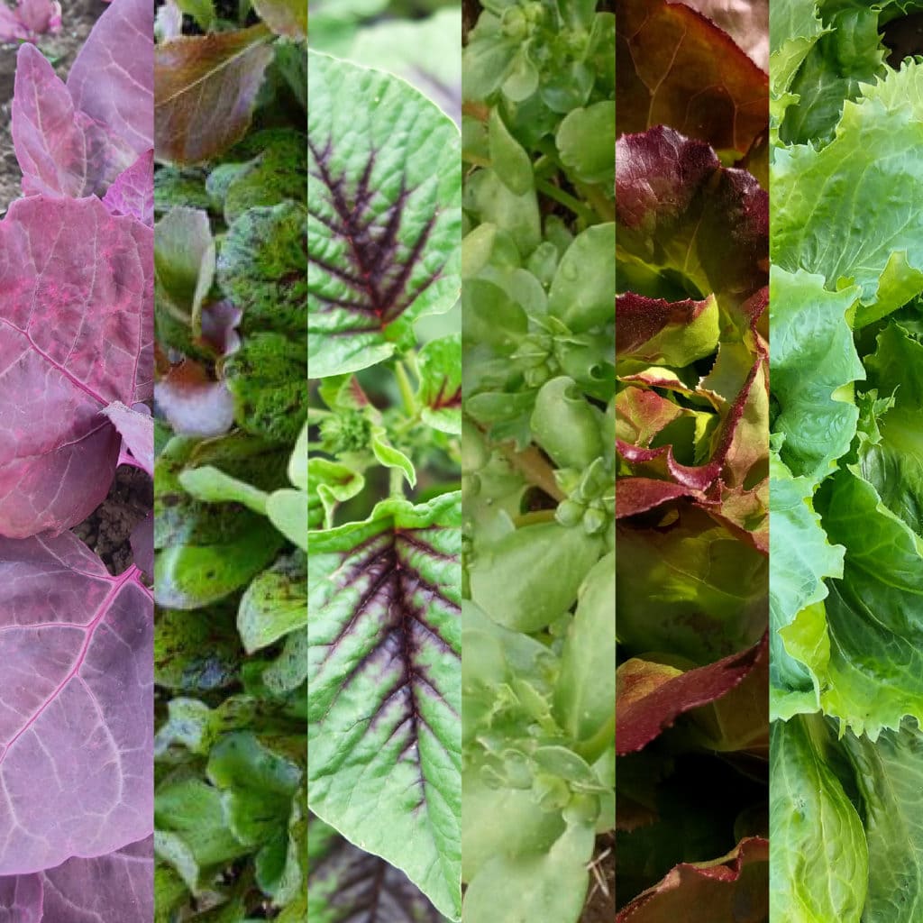 Summer Fun Salad Mix (Organic) - Adaptive Seeds