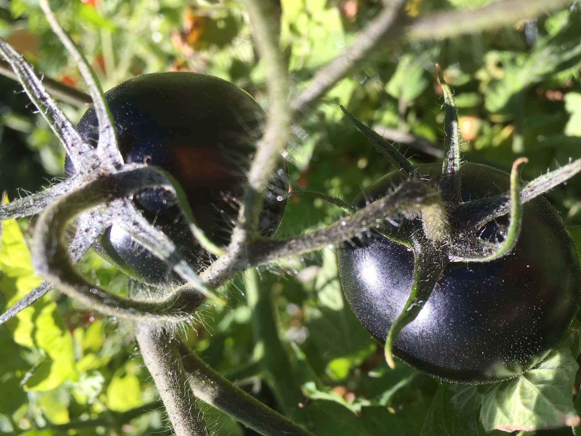 Tomato, Cascade Village Blue (Organic) - Adaptive Seeds