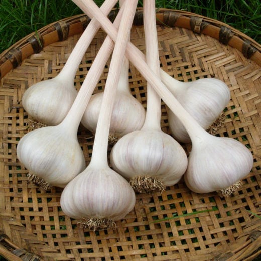 Hardneck Seed Garlic - Adaptive Seeds