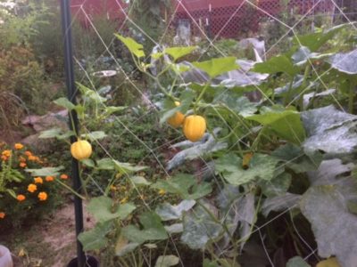 Winter Squash, Gill's Golden Pippin (Organic) - Adaptive Seeds