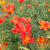 California Poppy, Copper Pot (Organic) - Adaptive Seeds