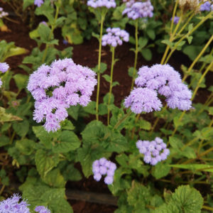 Organic Flower Seed - Adaptive Seeds