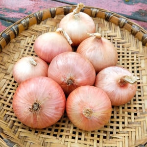 Onion, Rose de Roscoff Keravel (Organic) - Adaptive Seeds