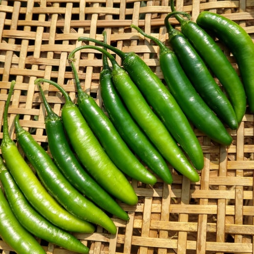 Hot Pepper, Serrano Huasteca (Organic) - Adaptive Seeds
