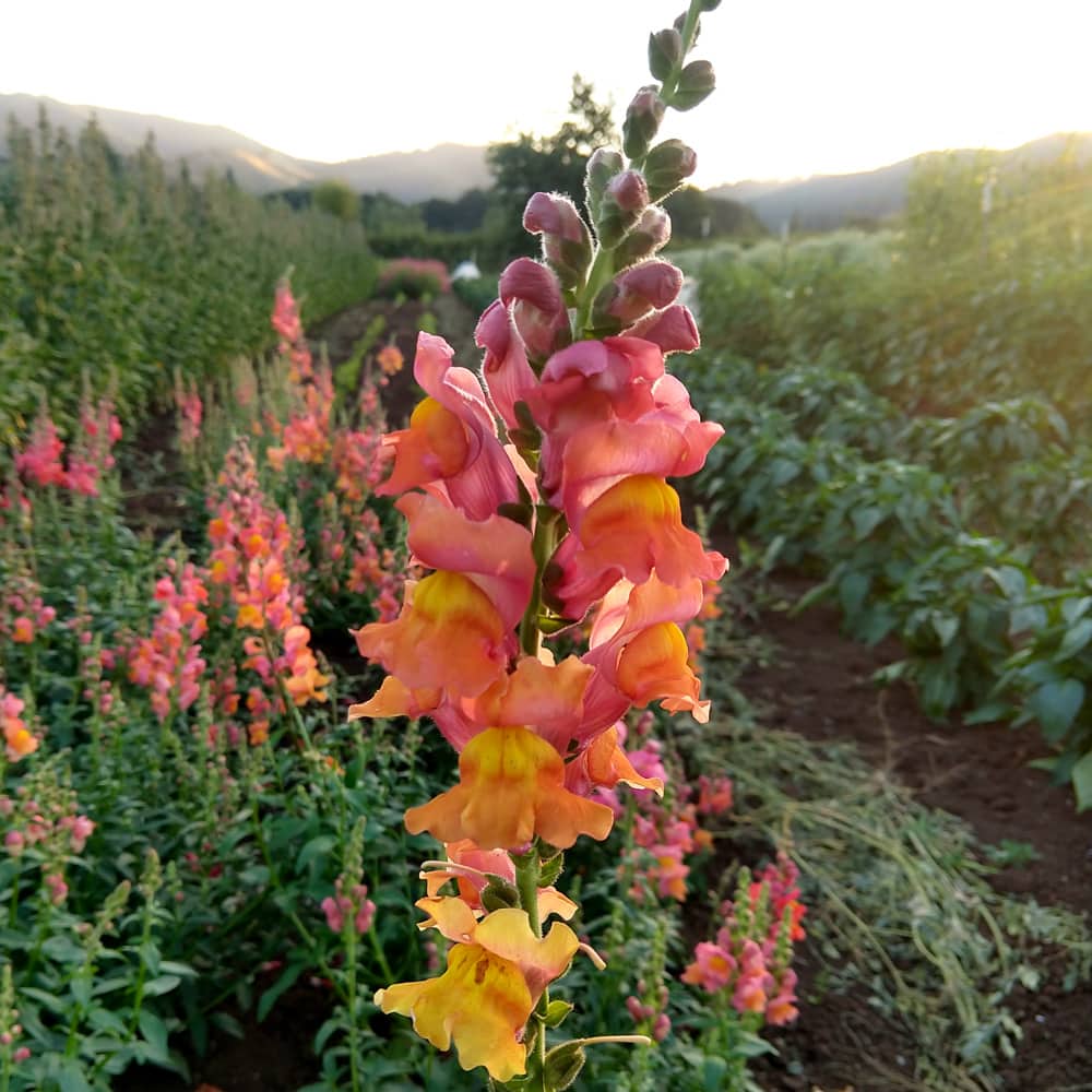 Snapdragon From Seed