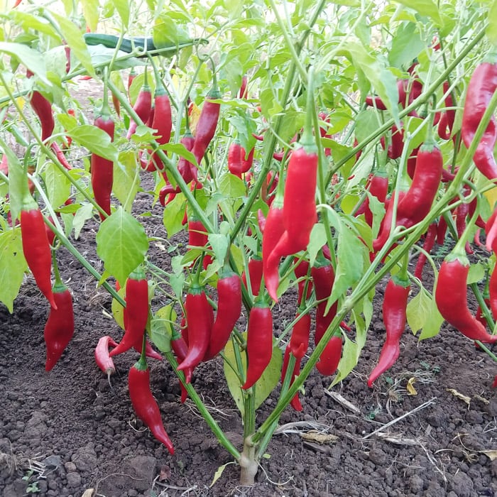 Hot Pepper, Aji Colorado (Organic) - Adaptive Seeds
