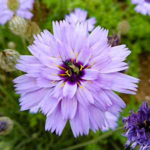 Great Cut Flower - Page 2 of 4 - Adaptive Seeds