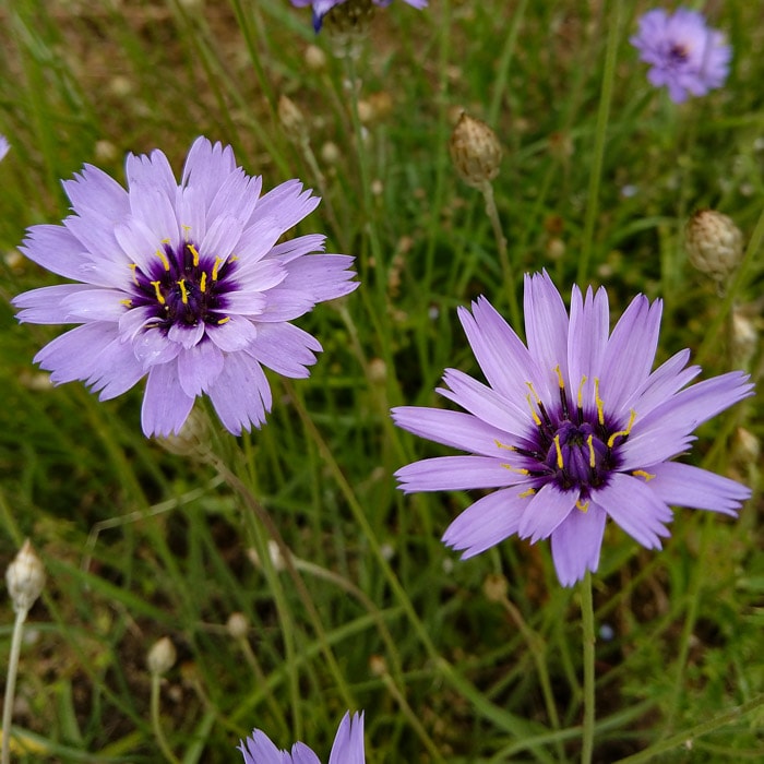Perennial Flowers - Adaptive Seeds