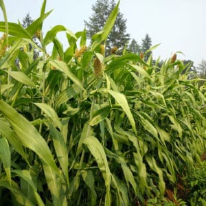 Sorghum, Jalisco Sugar Cane (Organic) - Adaptive Seeds