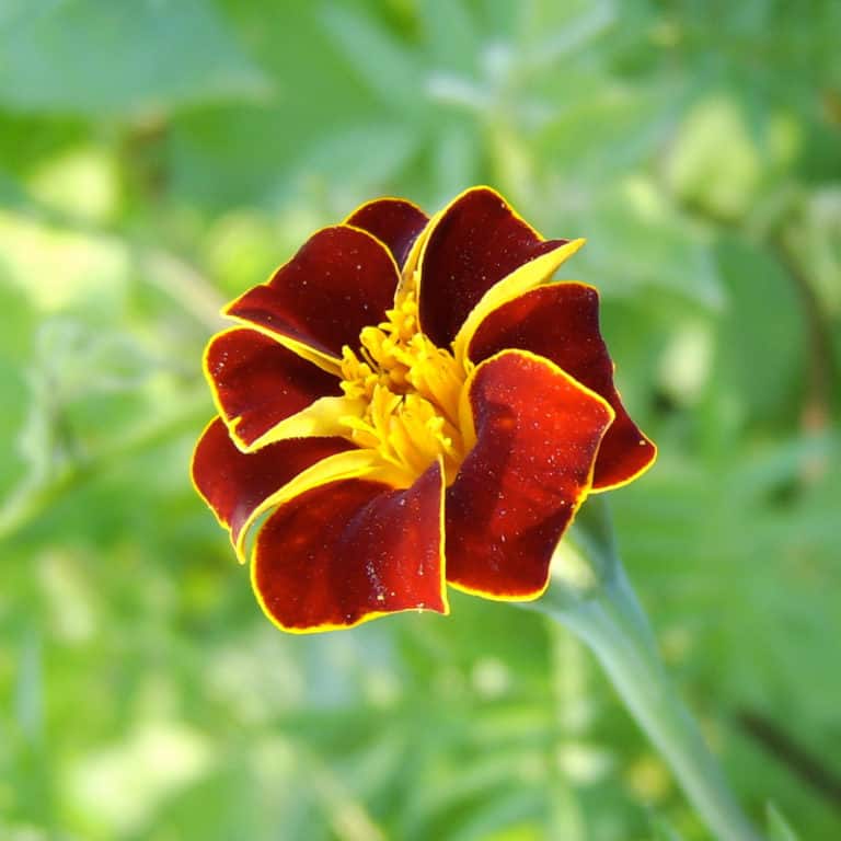 Annual Flowers - Page 2 of 3 - Adaptive Seeds