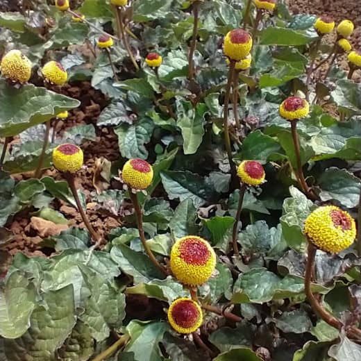 Toothache Plant / Spilanthes (Organic) - Adaptive Seeds