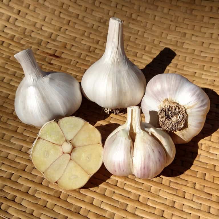 Music Seed Garlic (Organic) - Adaptive Seeds