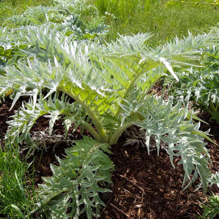 Cardoon, Plein Blanc Inerme Blanco (Organic) - Adaptive Seeds