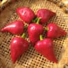 Sweet Pepper, Lesya (Organic) - Adaptive Seeds