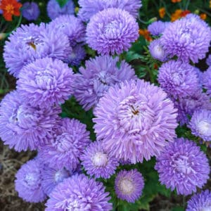Aster, Lady Coral Light Blue (Organic) - Adaptive Seeds
