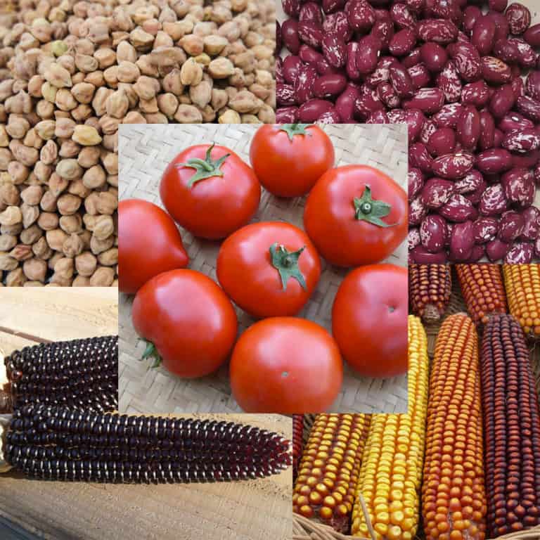 Seed Collections, Dry Farm Adaptive (Organic) - Adaptive Seeds
