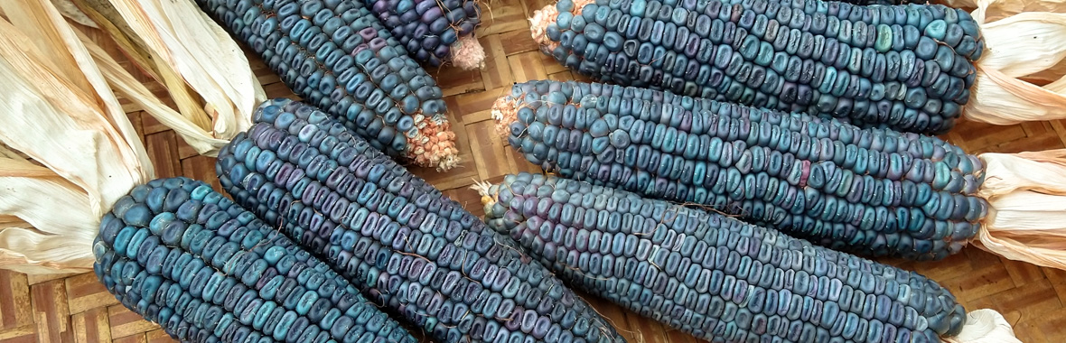 Adaptive Seeds - Diverse, Open-pollinated, and Organic Seed