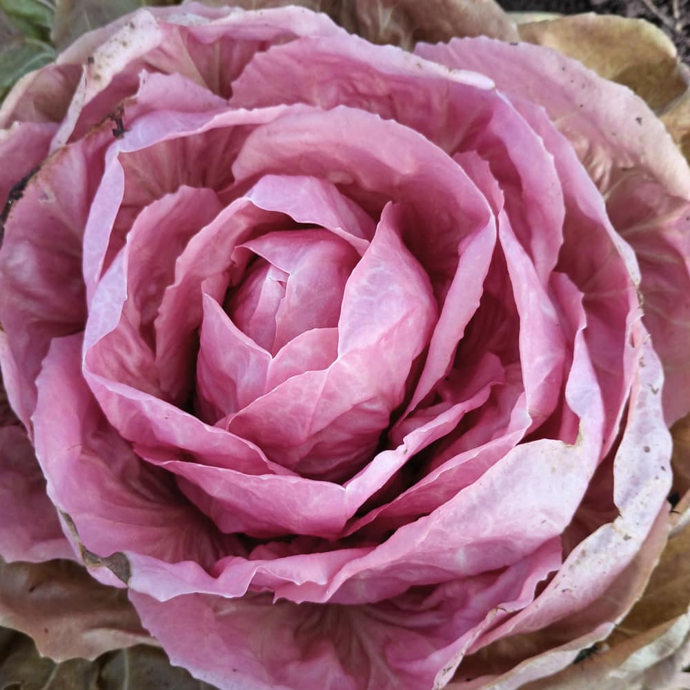 Radicchio, La Rosa del Veneto (Organic) - Adaptive Seeds