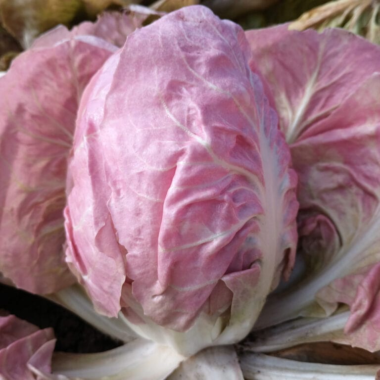 Chicory & Radicchio - Adaptive Seeds