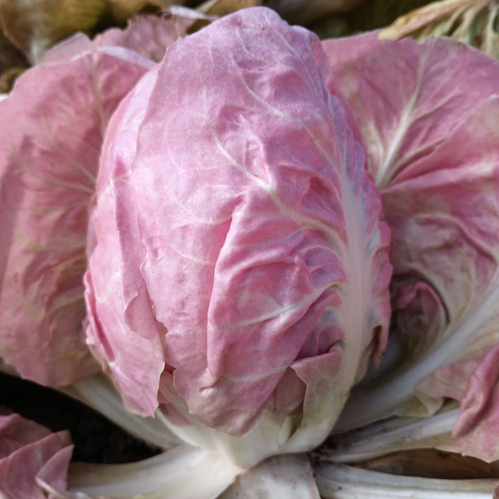 Radicchio, La Rosa del Veneto (Organic) - Adaptive Seeds