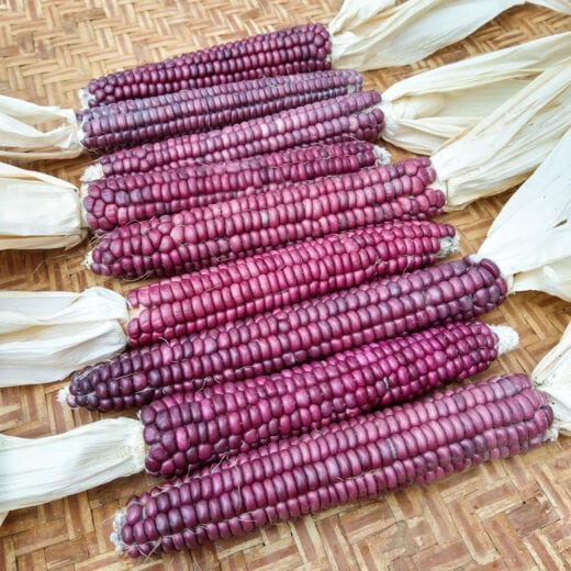 Organic Corn Seed - Adaptive Seeds