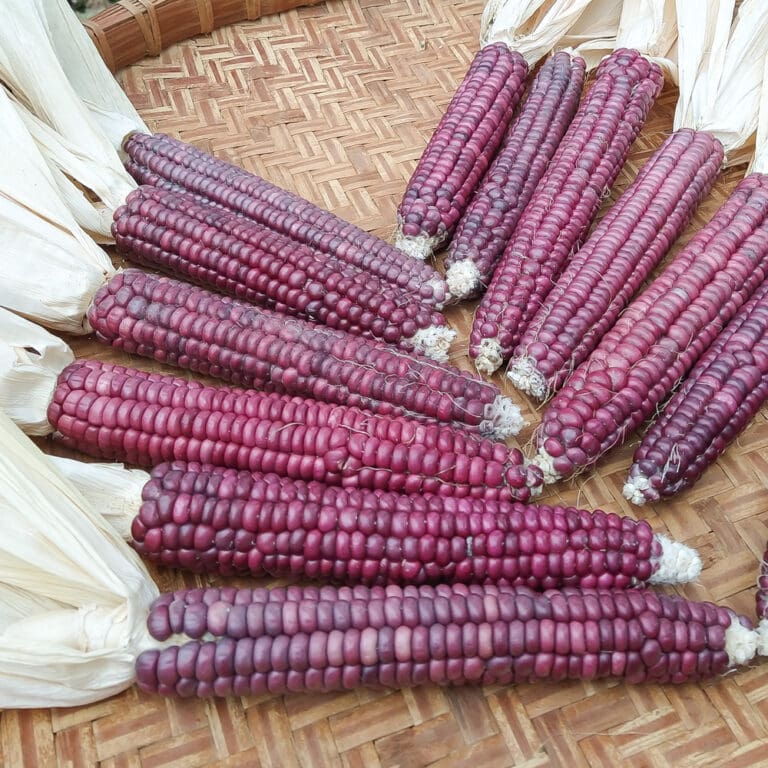 Organic Corn Seed - Adaptive Seeds