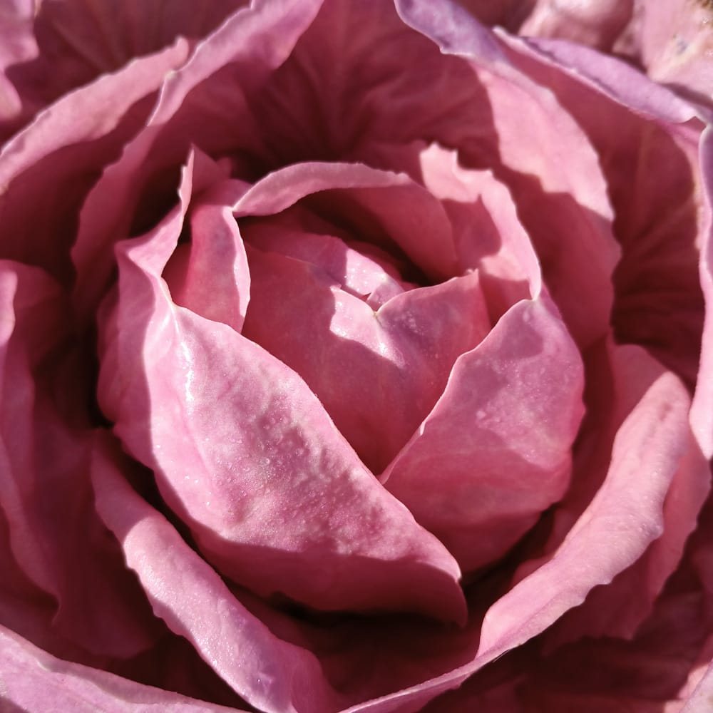 Radicchio, La Rosa del Veneto (Organic) - Adaptive Seeds