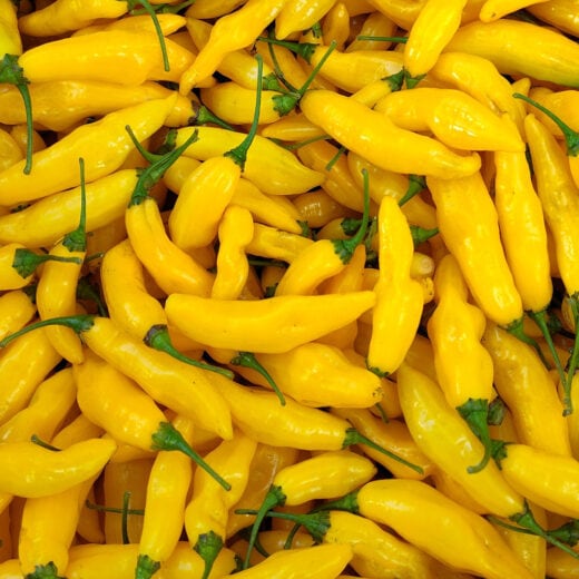 Hot Pepper, Limón Lightning (Organic) - Adaptive Seeds