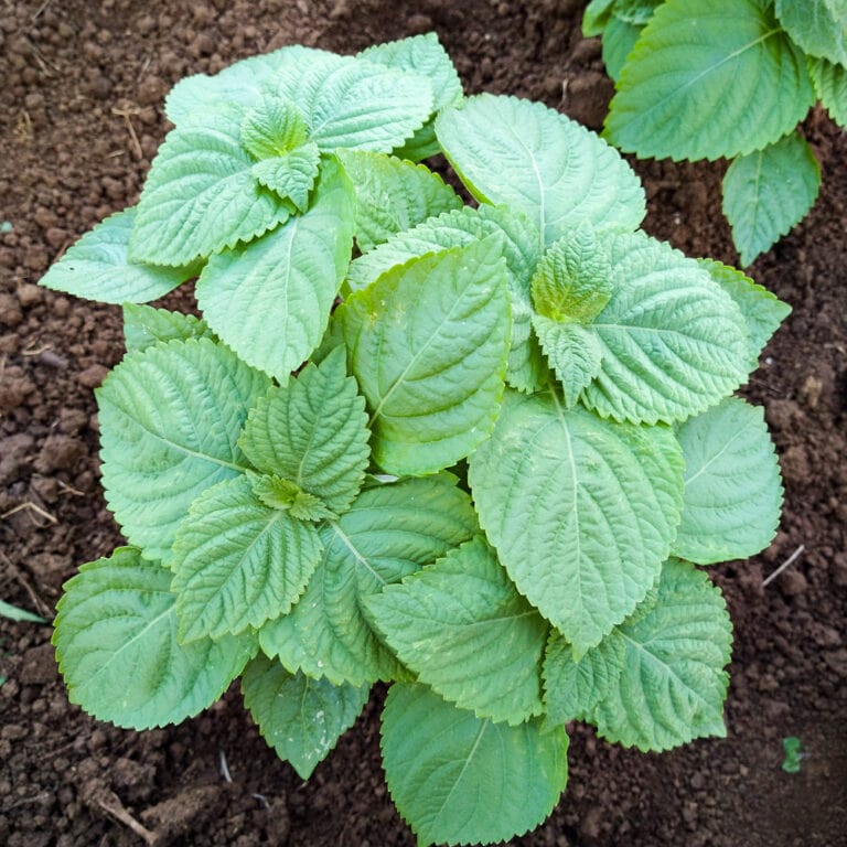 Perilla, Early Select Kkaennip (Organic) - Adaptive Seeds