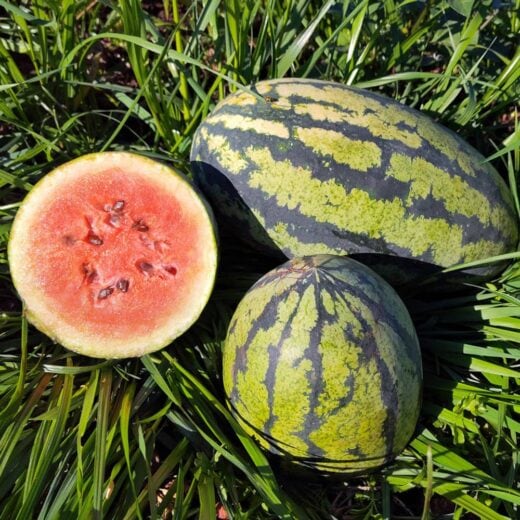 Watermelon, Chou Cheh Red (Organic) - Adaptive Seeds
