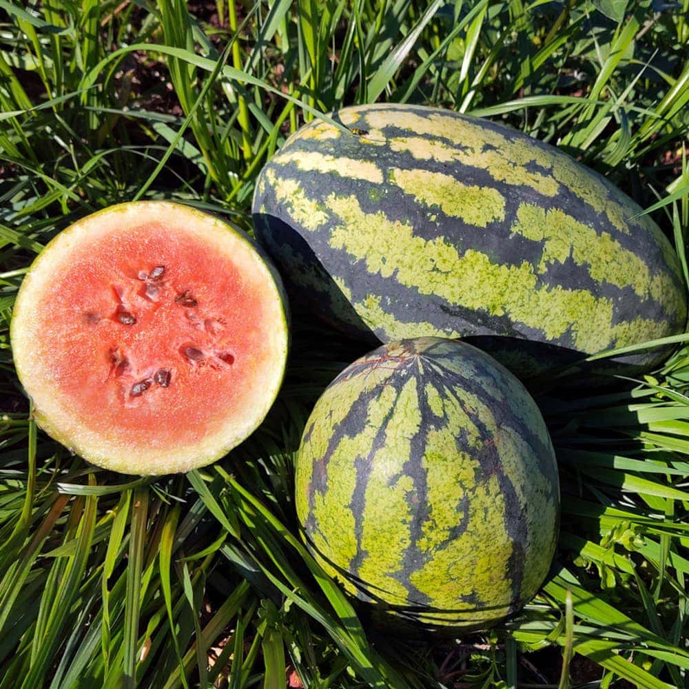 Watermelon, Chou Cheh Red (Organic) - Adaptive Seeds