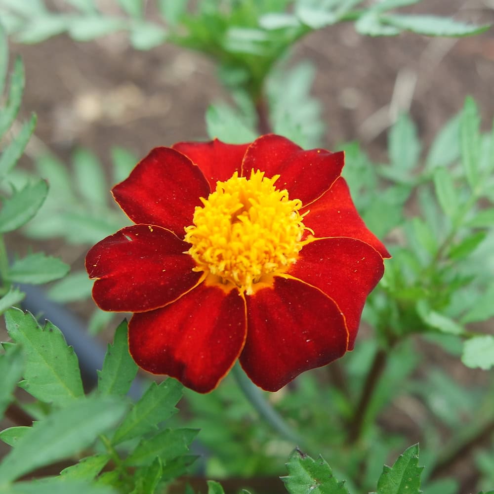Marigold, Red Metamorph (Organic) - Adaptive Seeds