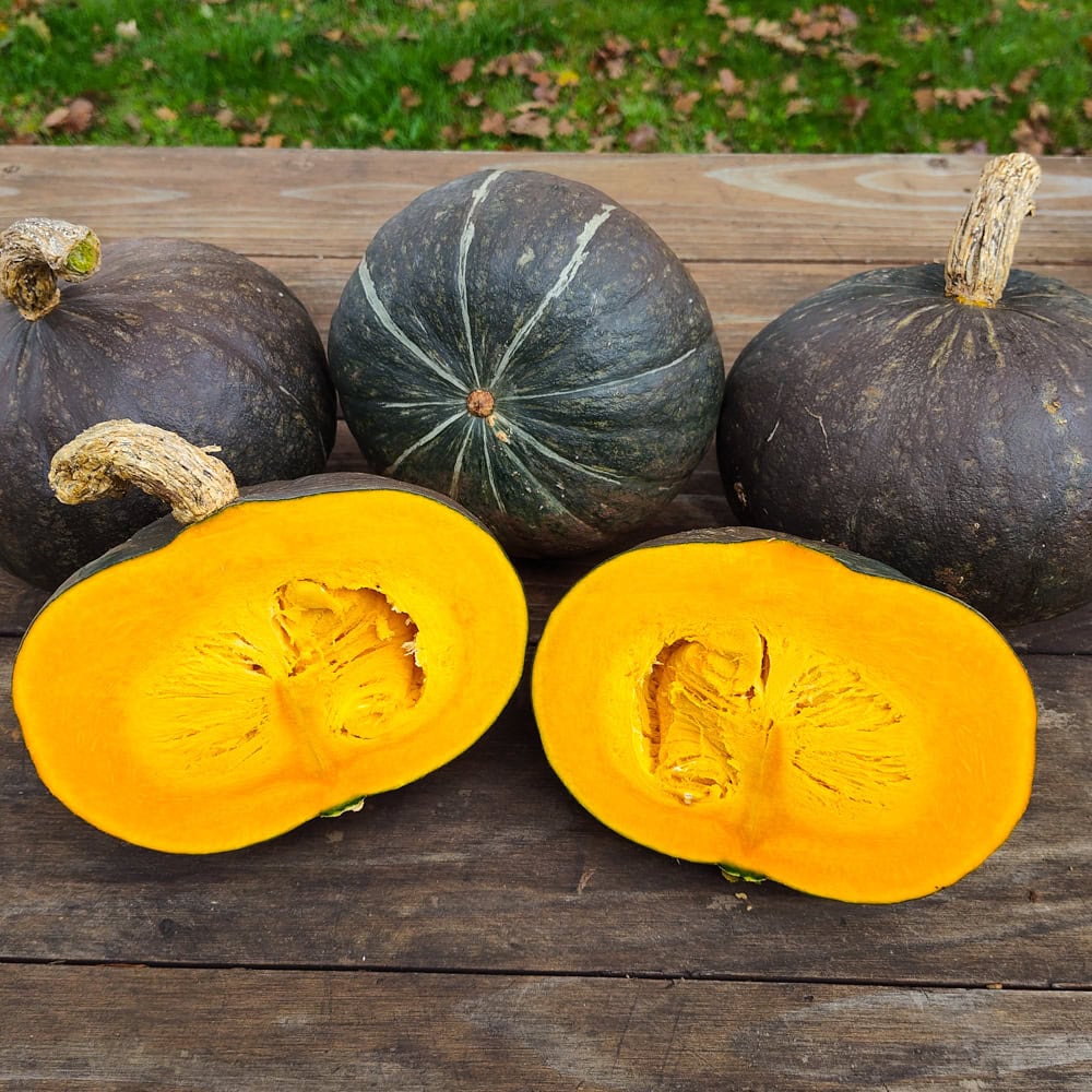 Winter Squash, Green Hokkaido Kabocha (Organic) - Adaptive Seeds