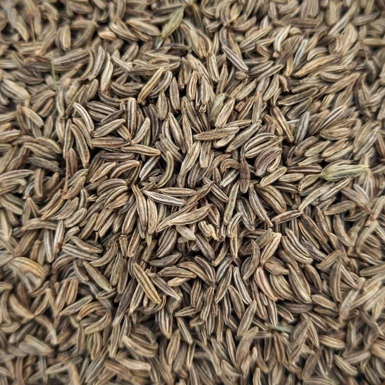 Caraway, Sprinter (Organic) - Adaptive Seeds