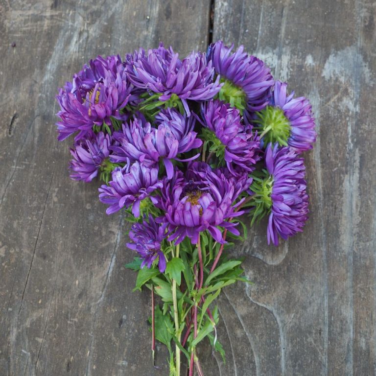 Aster, Tower Violet (Organic) - Adaptive Seeds
